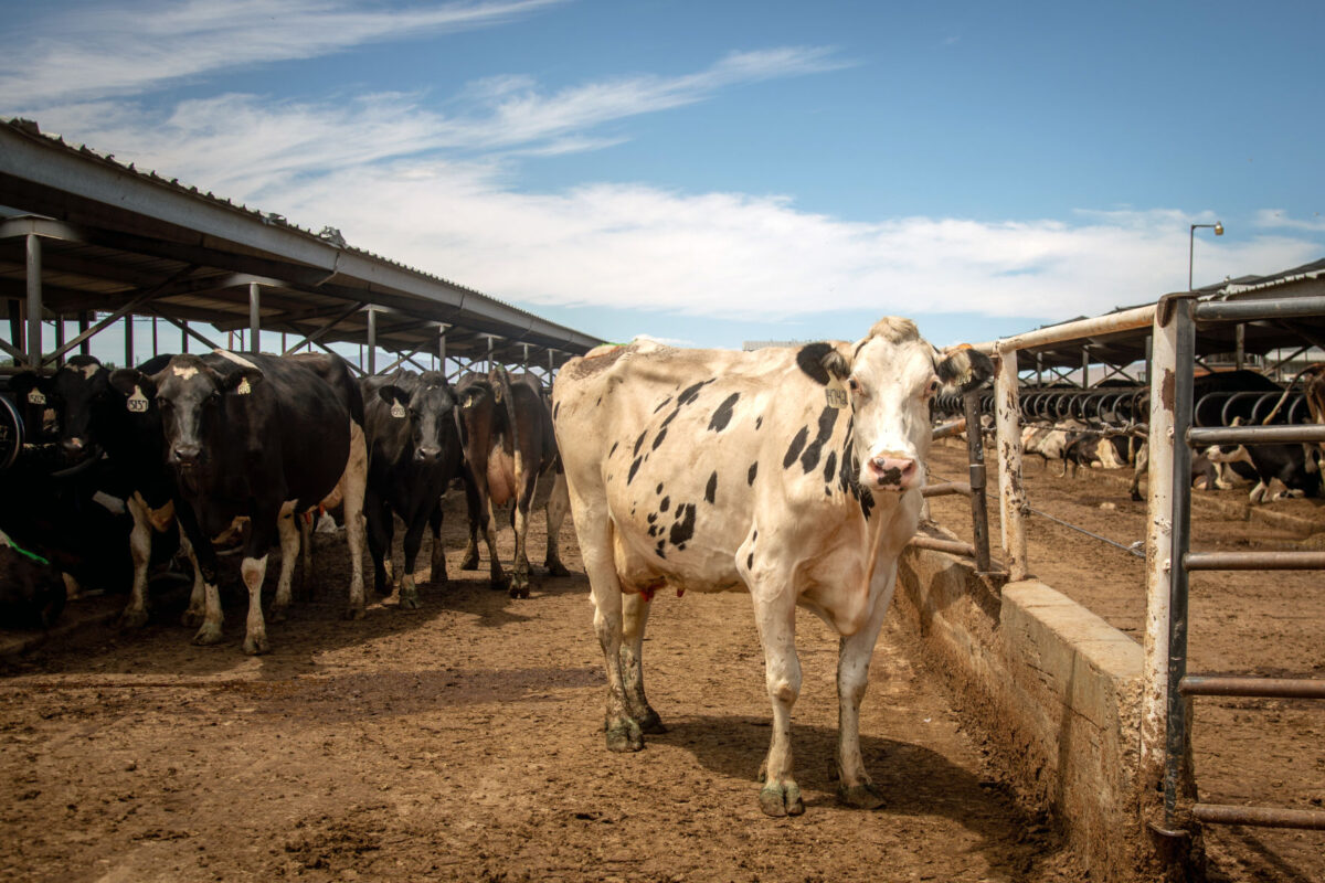 Trade wars from afar hit Utah farmers in the field | News, Sports, Jobs ...